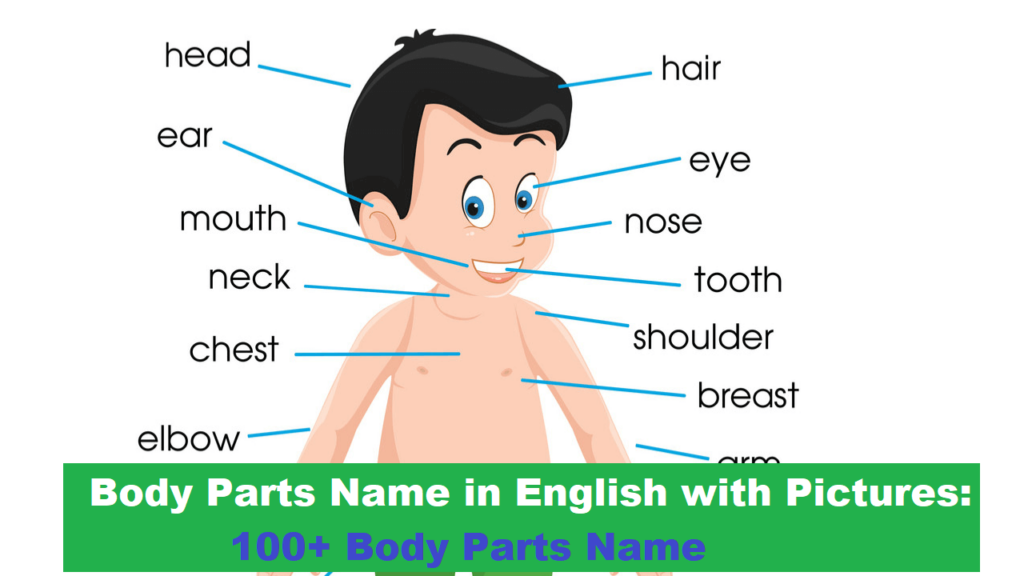 Body Parts Name in English with Pictures: 100+ Body Parts Name ...