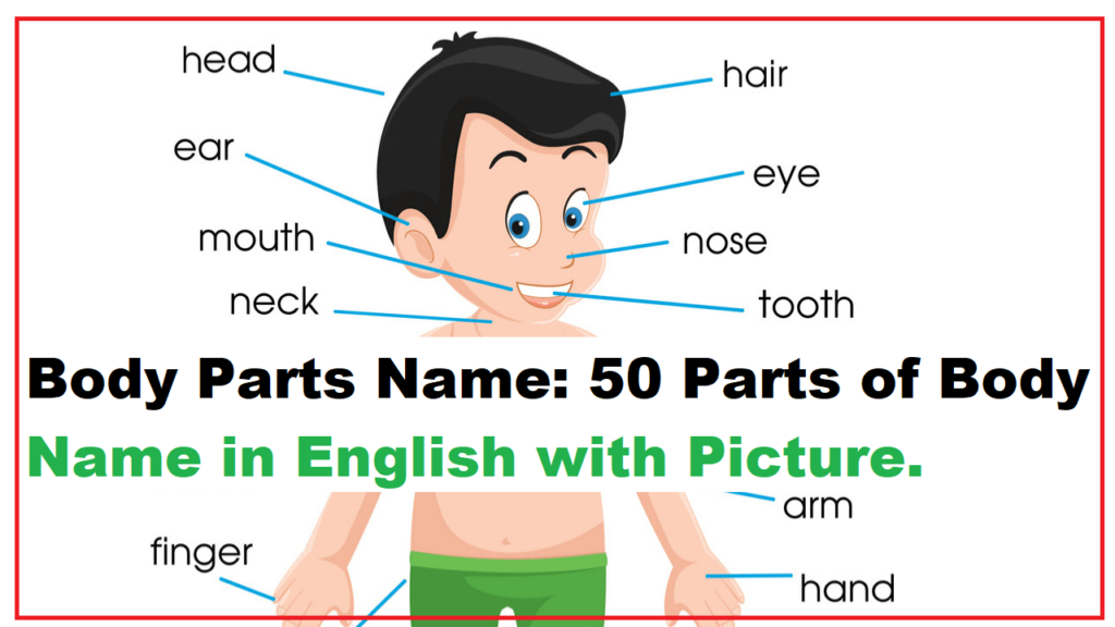 Body Parts Name: 50+ Body Parts in English/Hindi with Pictures ...