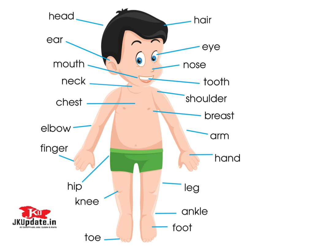 Body Parts Name: 50+ Body Parts in English/Hindi with Pictures ...